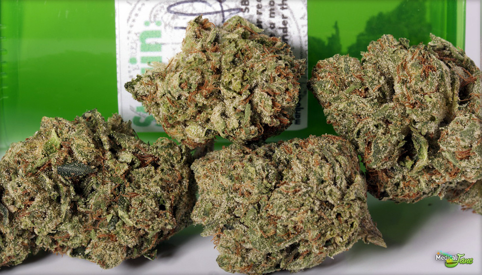 Godfather OG Marijuana Strain (Review)