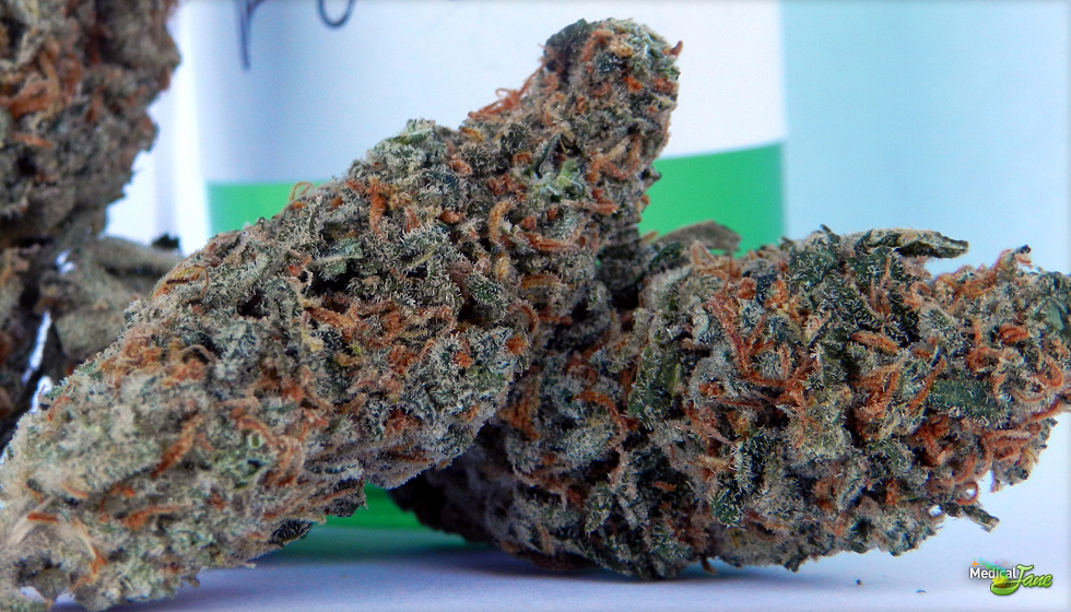 Fuzzy Wuzzy Marijuana Strain Review fuzzy-wuzzy-marijuana-strain-review