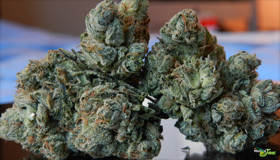 Neptune OG Marijuana Strain (Review) Neptune OG Marijuana Strain (Review)