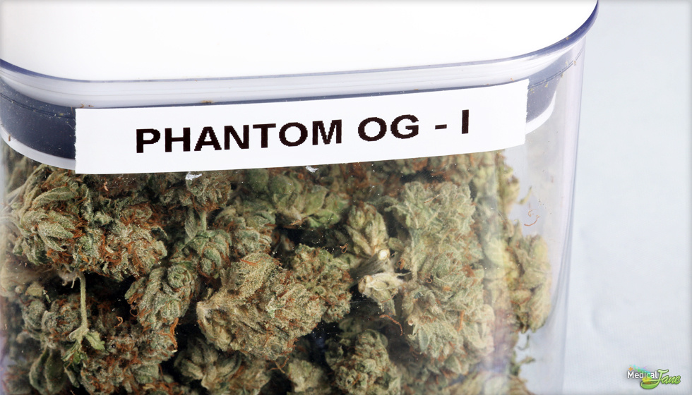 Phantom OG Marijuana Strain (Review)