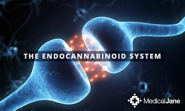 How The Endocannabinoid System Controls Appetite