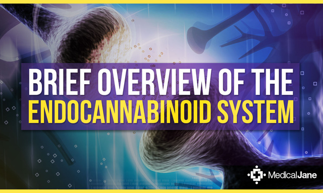 A Brief Overview of the Endocannabinoid System