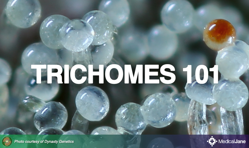 Medical Marijuana 101: Trichomes