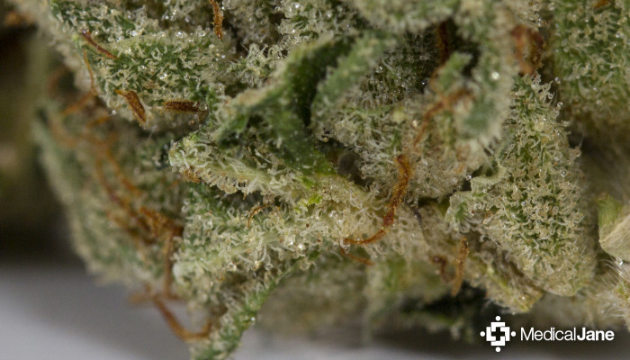 skywalker og growing tips