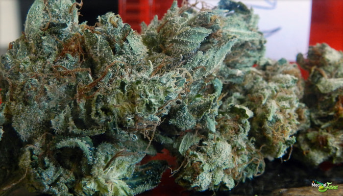 og bubba kush thc level